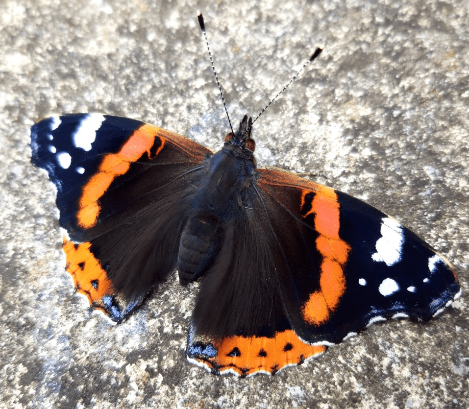 Insect super powers: surviving the winter – Crunchy on the outside