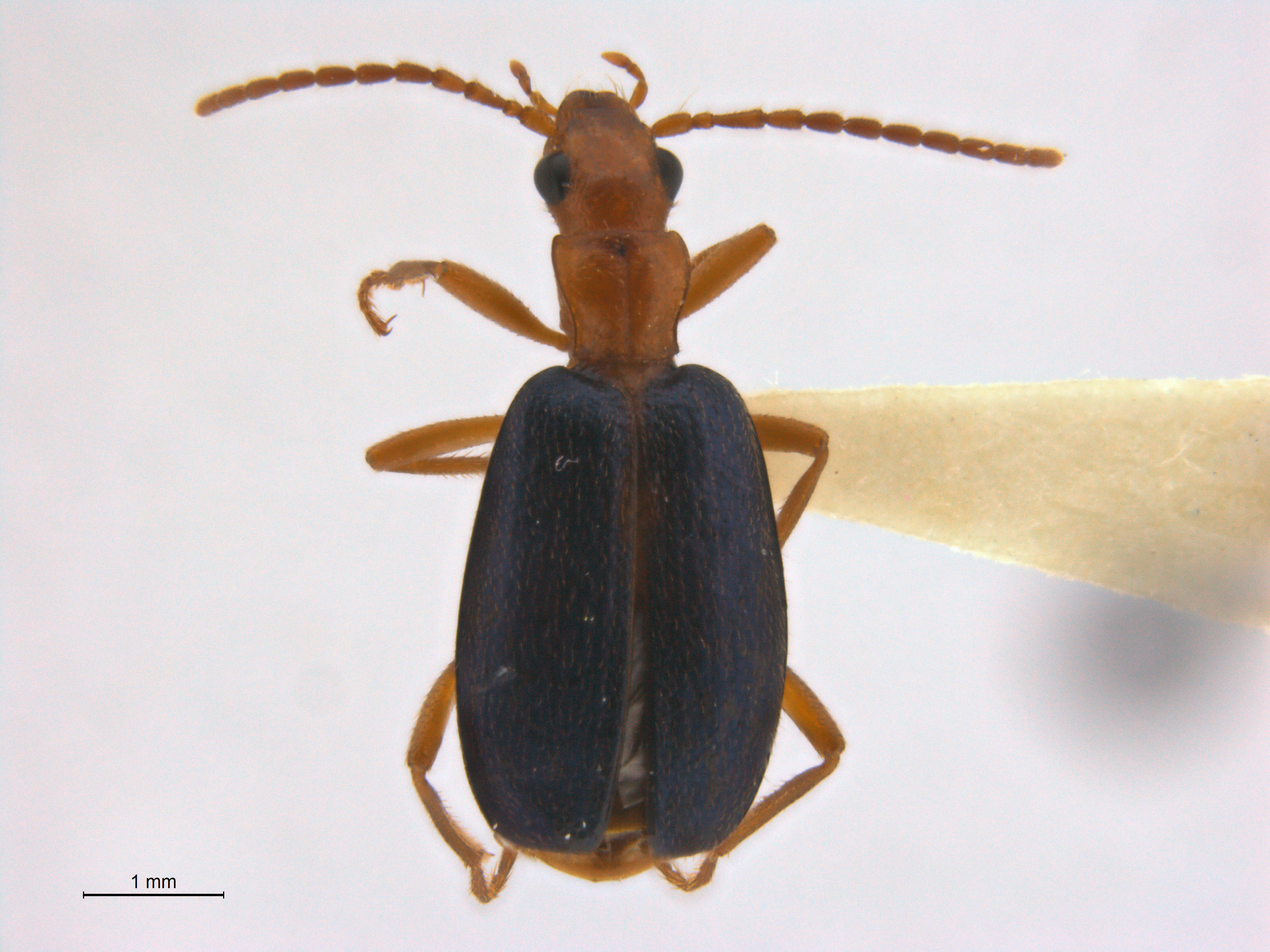 Insect super powers: dodging death – Crunchy on the outside