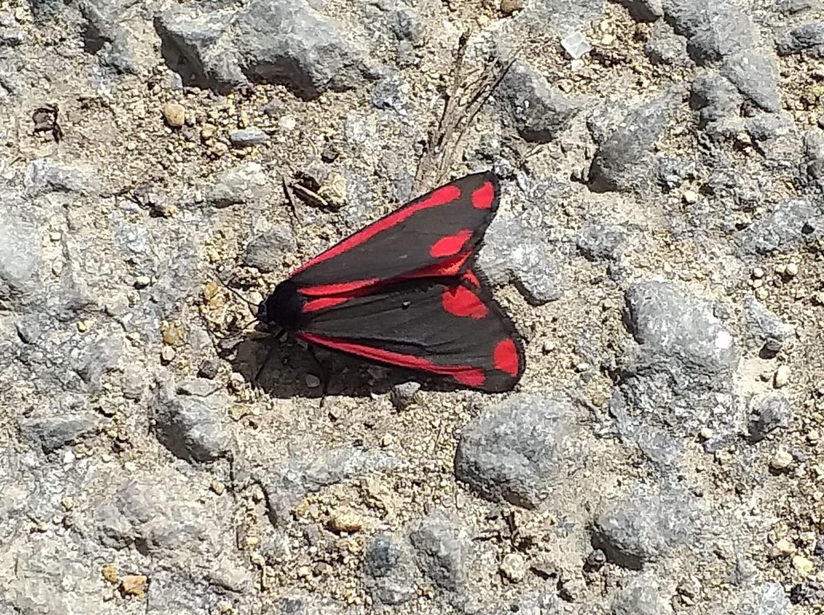 Why did the insect cross the road? – Crunchy on the outside