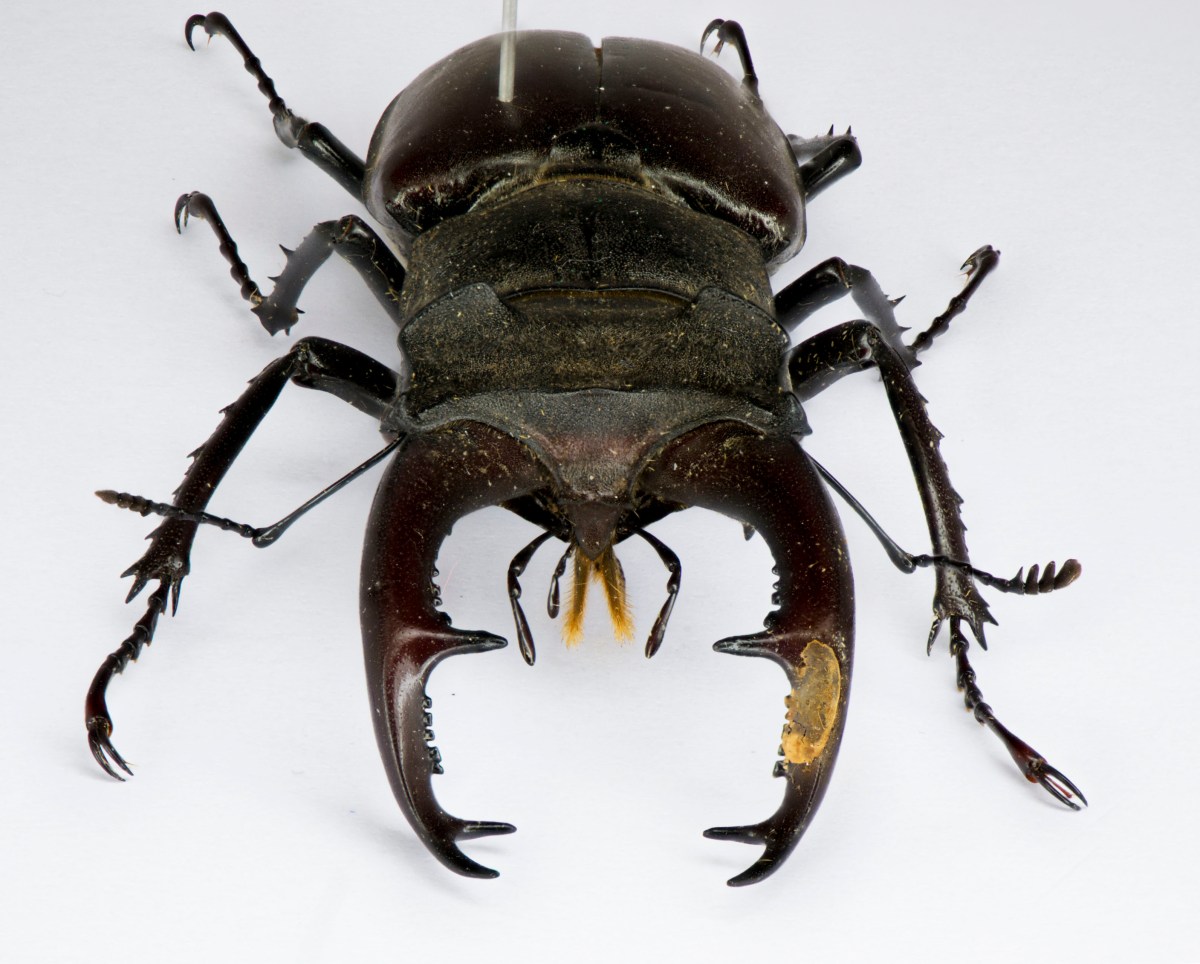 Insect super powers: dodging death – Crunchy on the outside