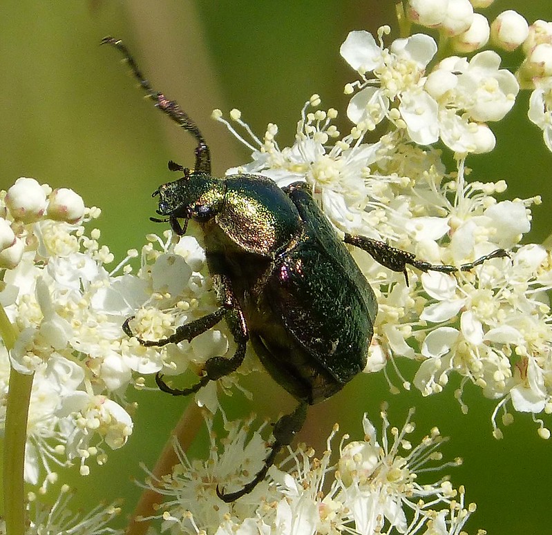 Chafers – Crunchy on the outside