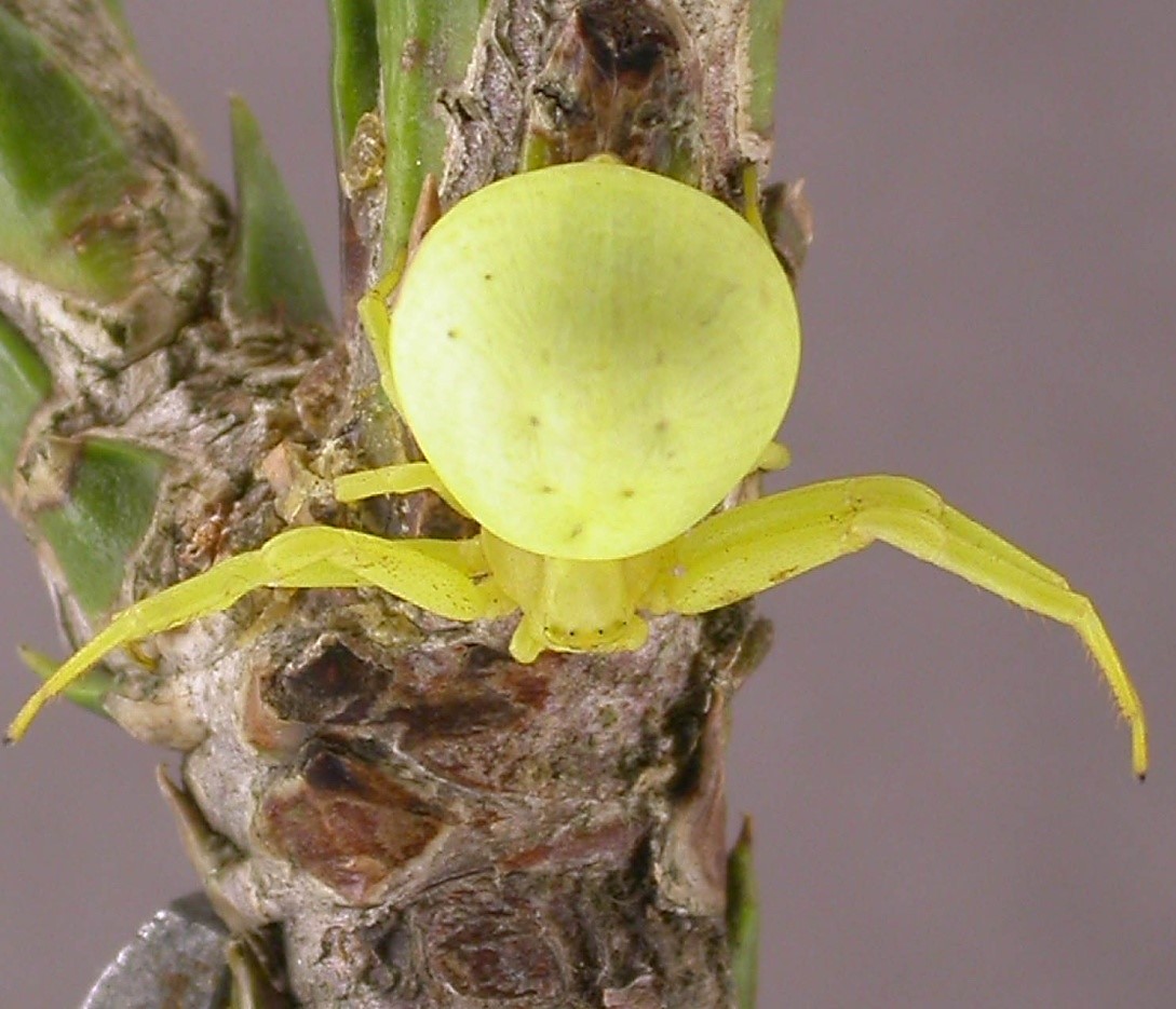 Chameleon of the spiders: Misumena vatia – Crunchy on the outside