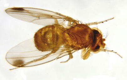 Trapping the Spotted Fruit Fly – Crunchy on the outside