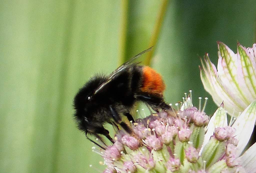 Red-Tailed Bumblebee – Crunchy on the outside