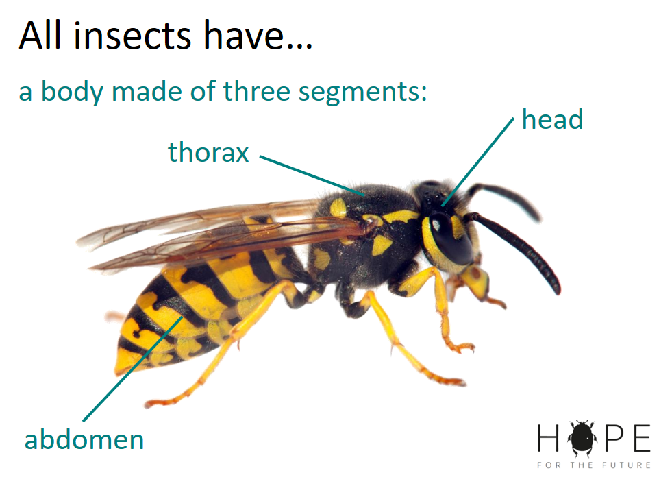 Insects Online – Crunchy on the outside