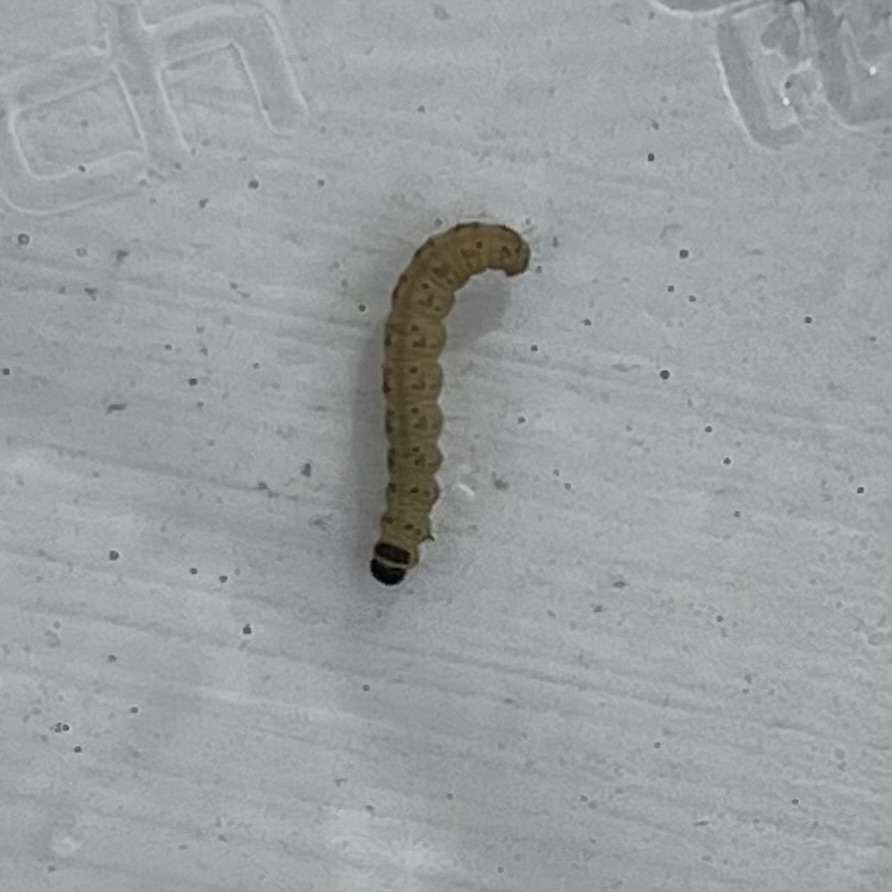 Make Your Own Pooter – Crunchy on the outside