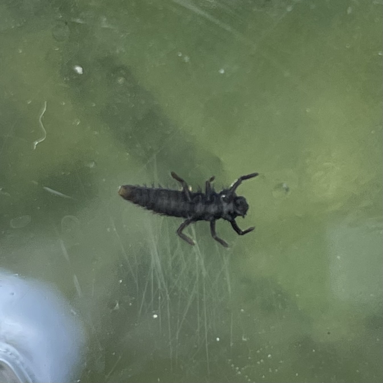 Make Your Own Pooter – Crunchy on the outside