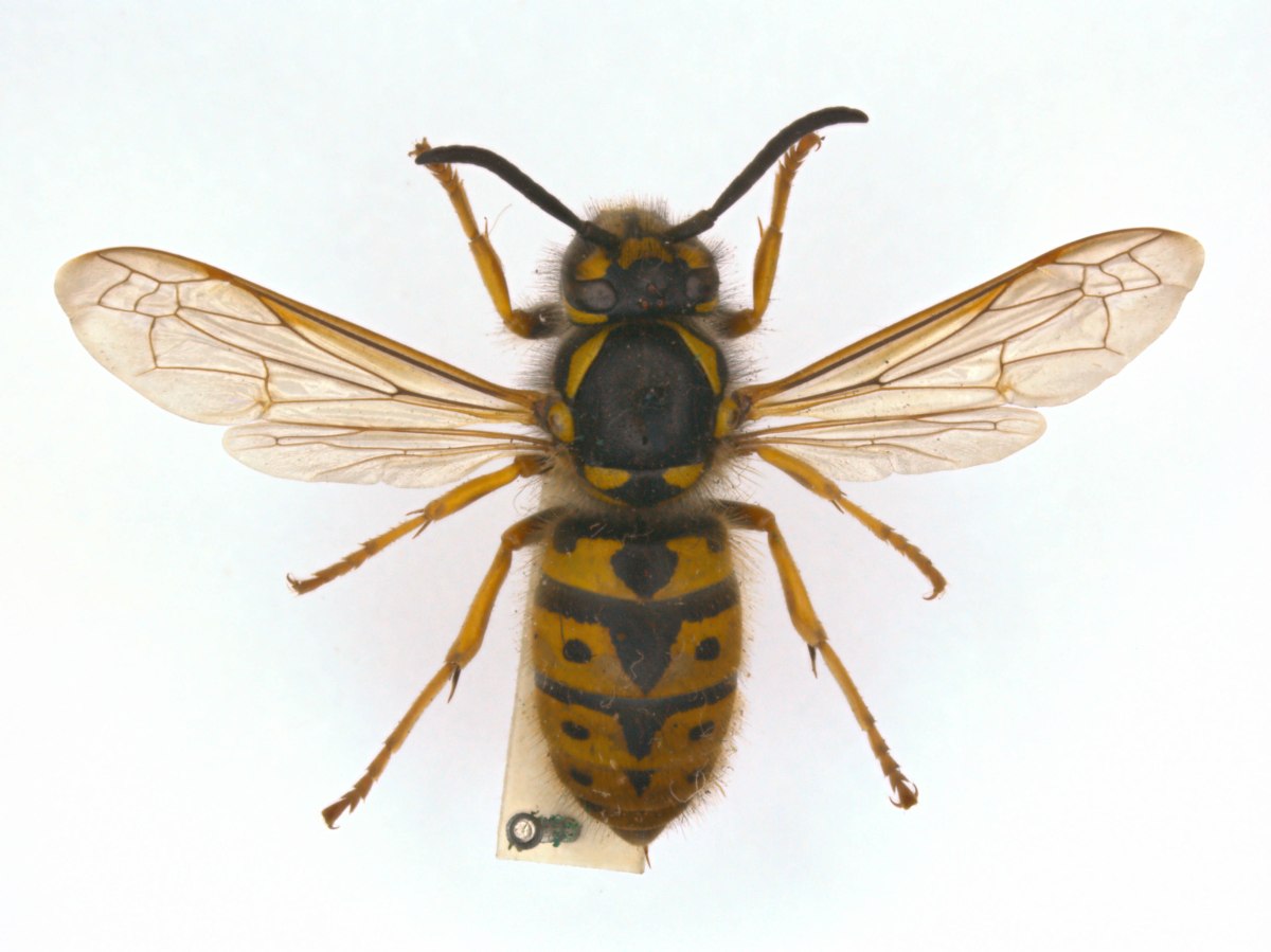 Seirian Sumner on Social Insects – Crunchy on the outside