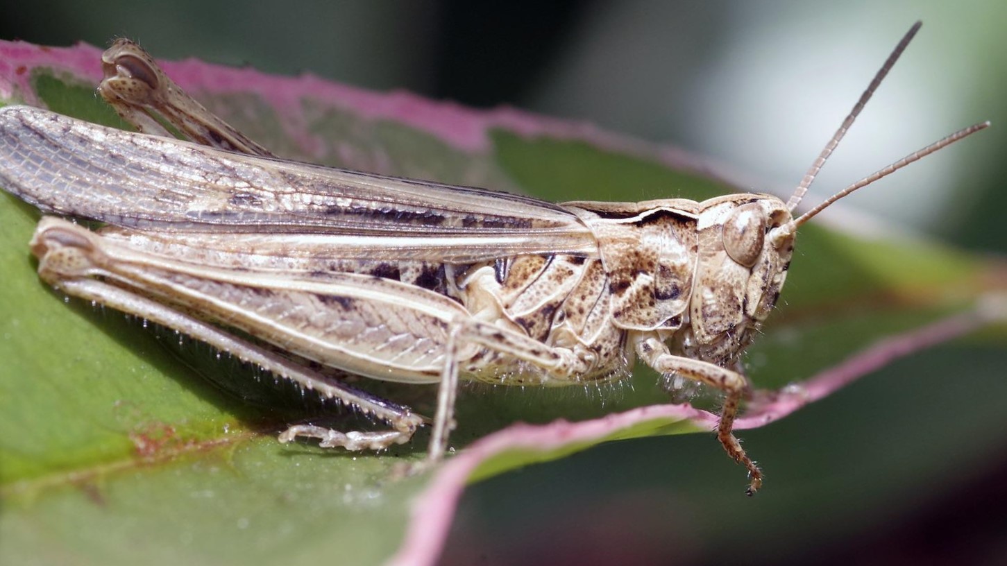 A Glorious Grasshopper – Crunchy on the outside