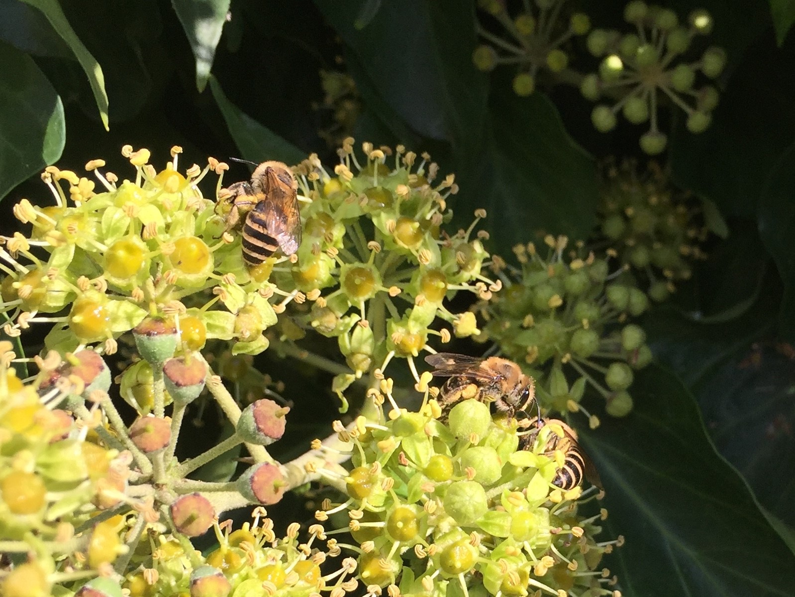 The Intriguing Ivy Mining Bee – Crunchy on the outside