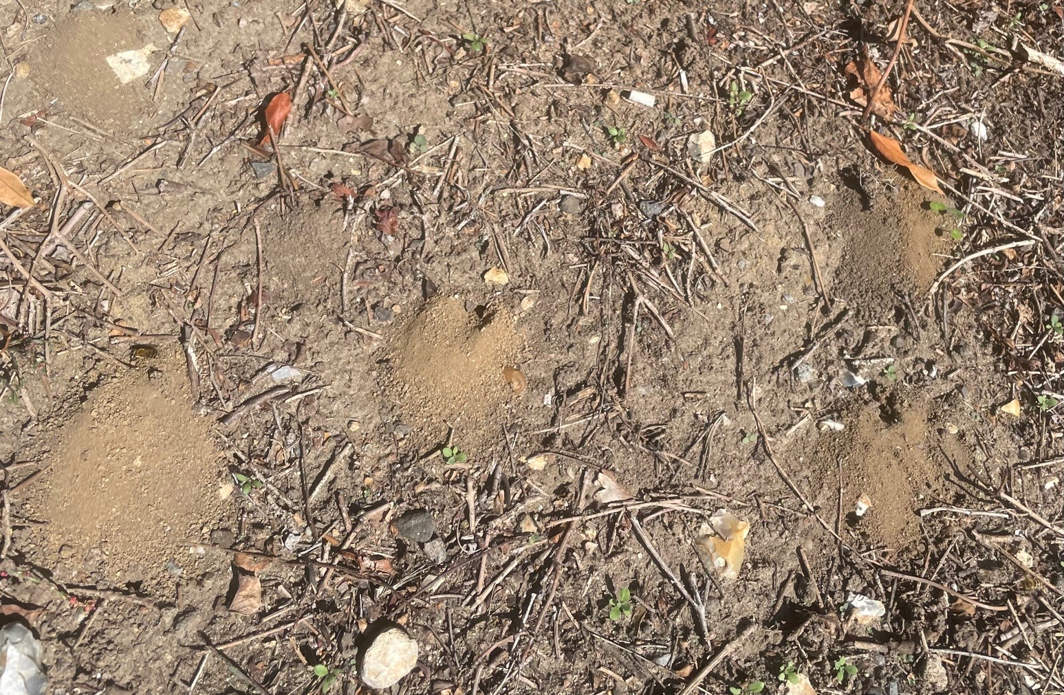 The Intriguing Ivy Mining Bee – Crunchy on the outside