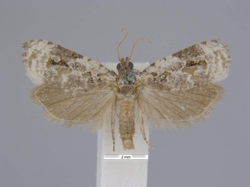 Insects – Crunchy on the outside